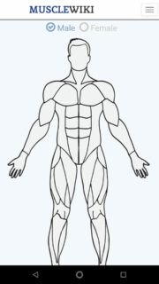 MuscleWiki Fitness, il personal trailer formato app per Android