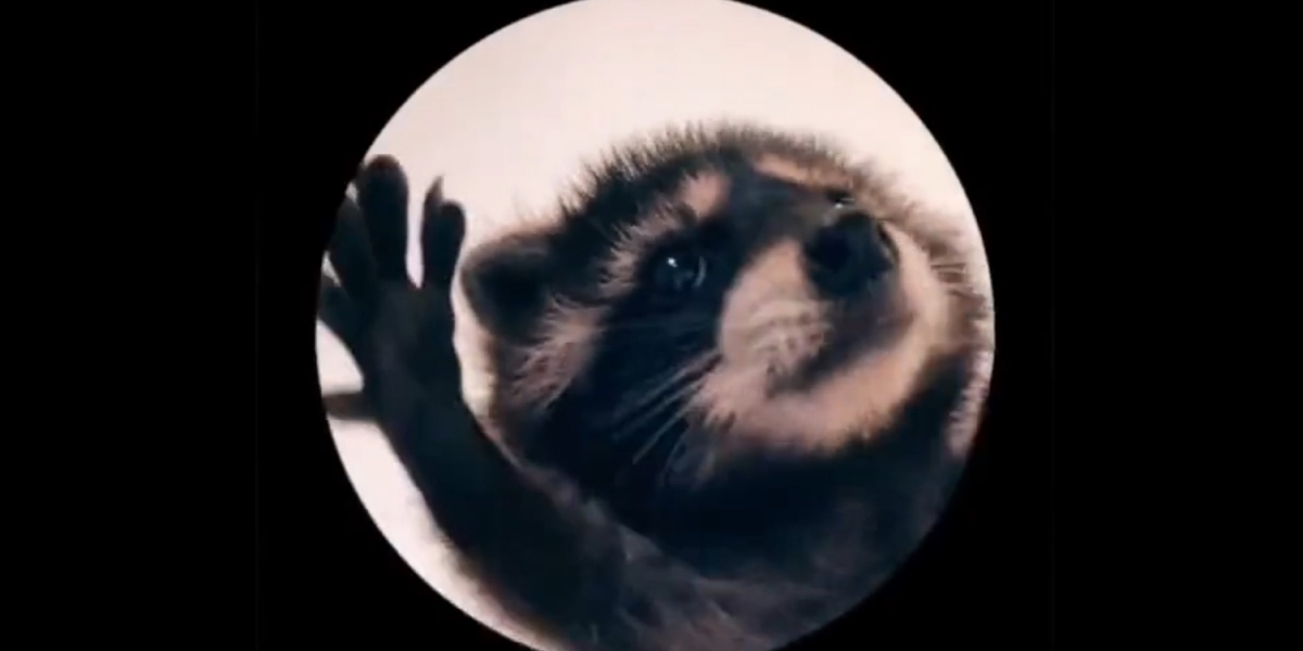 Come si mette il procione Pedro su Apple Watch